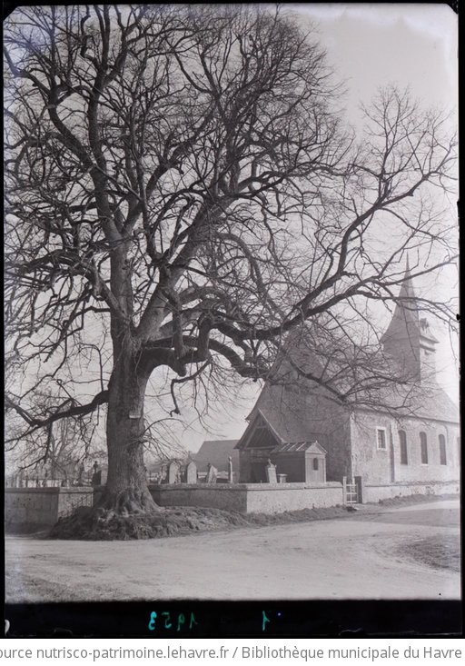 [Tilleul classé au Mesnil-Raoul] | Nutrisco